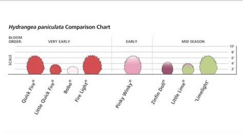 Hydrangea Paniculata Comparison Chart