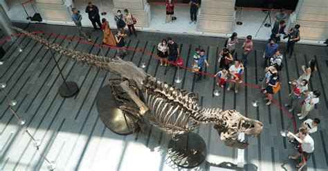 T Rex Skeleton Draws Crowds In Singapore Before Auction Reuters