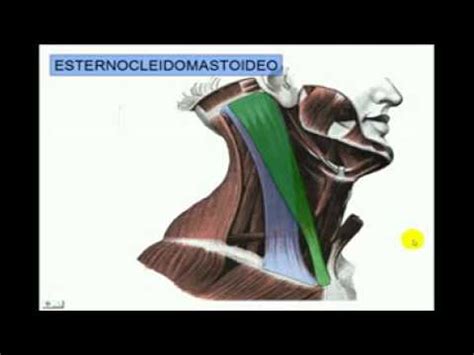 CUELLO Diagnostico X YouTube