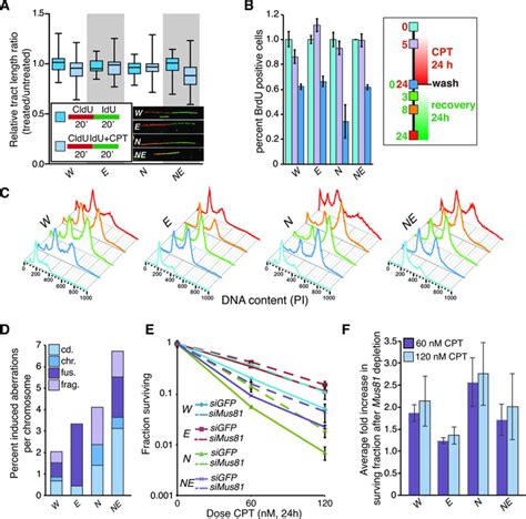 Exo1 Modifies The Cellular Response To Low Dose Camptothecin A