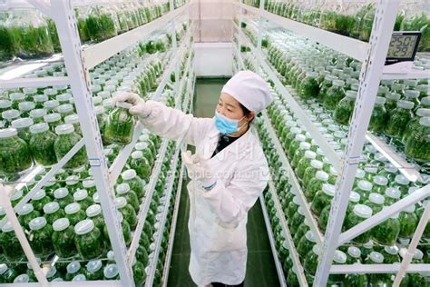 贵州从江科技育苗忙 人民图片网