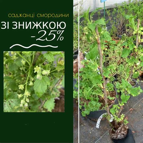 Розсадник Фруктовий сад АТ Home