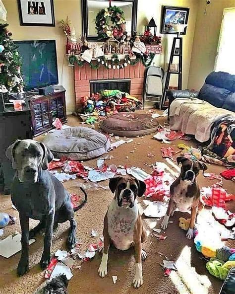 Didier Delhaisse On Linkedin Some Having A Rough Time Happy Holidays