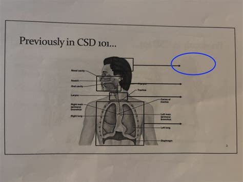 Csd 101 Exam 1 Flashcards Quizlet