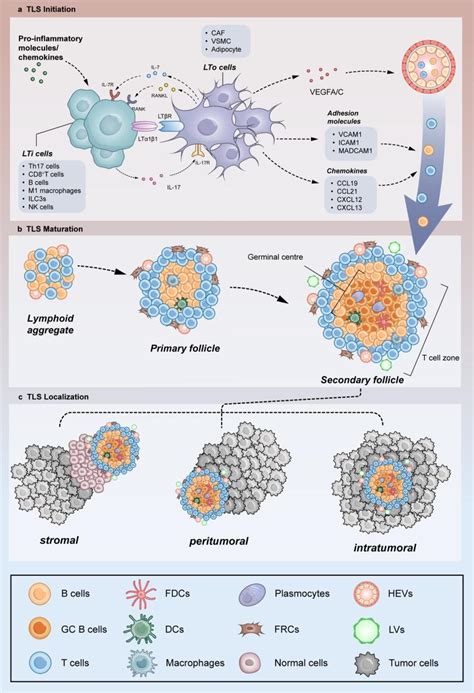 Jose Luis Torres Cuadros On Linkedin Tertiary Lymphoid Structural