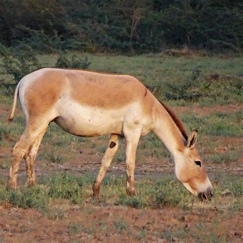 Onager Equus Hemionus Dierenwiki Ezels Onager