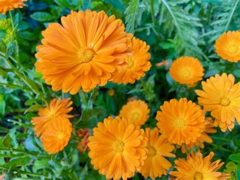 Calendula Officinalis Online Flower Garden