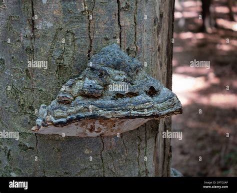 Tree Fungus Phellinus Igniarius On A Dead Tree Bavarian Forest