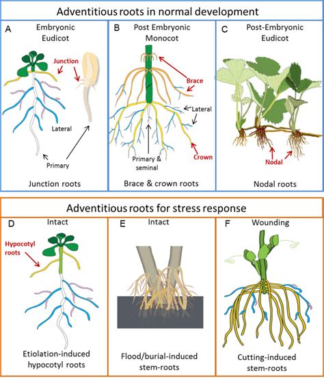 Advantageous Adventitious Roots Ecology Economy And Our Existence