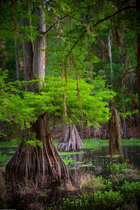 Where Do Swamp Cypress Trees Grow Today At Quyen Elliott Blog