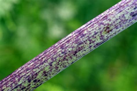 Premium Photo Detail Of The Stem Of The Hemlock Conium Maculatum