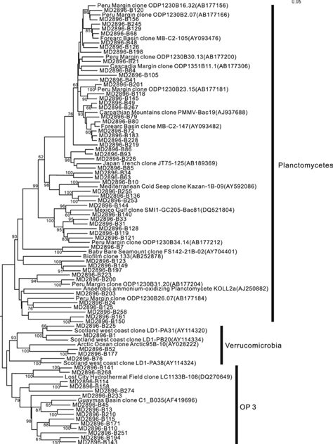 Phylogenetic Relationships Of The Bacterial Clones Derived From The