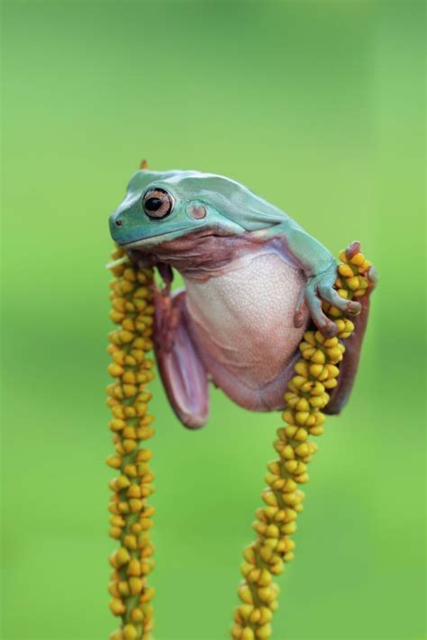 Dumpy tree frog balancing between two plants Baumfrosch Reptilien und amphibien Frösche