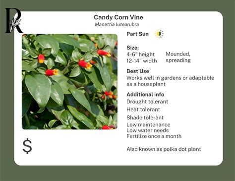 Candy Corn Vine Riverdene Garden Centre