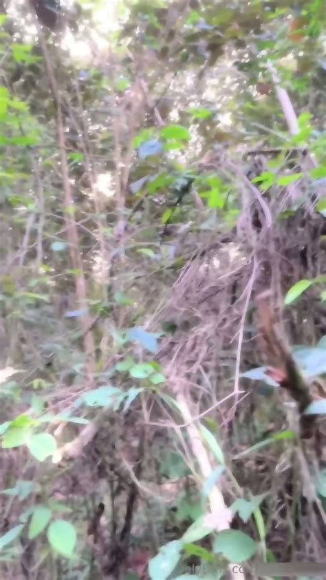 Black Alien Y Su Novia Eporner