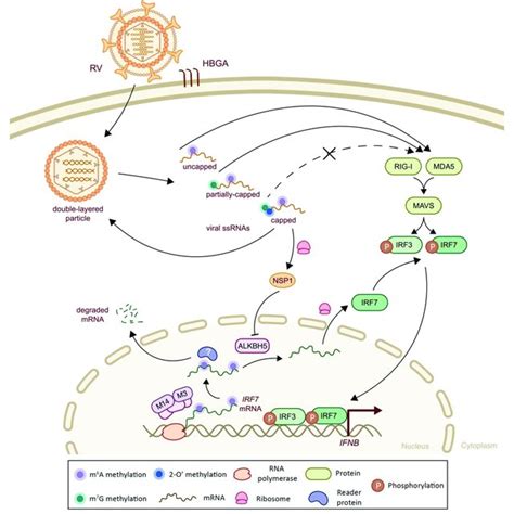 Major Epitranscriptomic Modifications Each Panel Represents One Of The Download Scientific