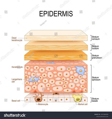 Epidermis Structure Cell And Layers Of A Human Skin