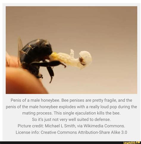 Penis Of A Male Honeybee Bee Penises Are Pretty Fragile And The Penis