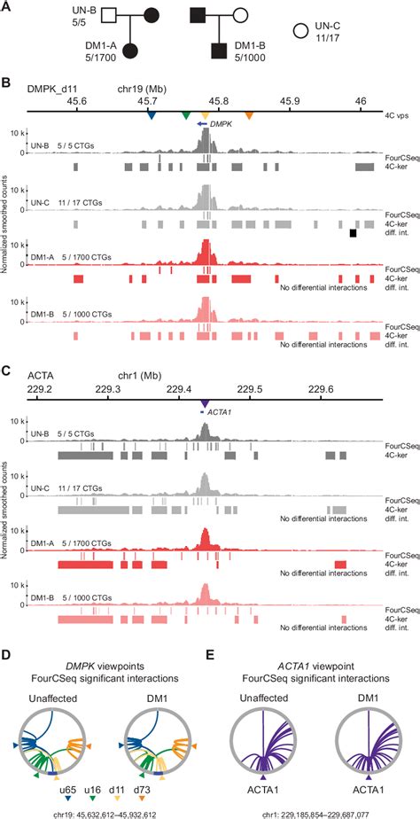 Chromatin Interactions Of The Dmpk Locus In Unaffected And Dm1 Patient