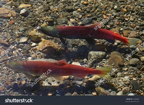 Do Male And Female Salmon Swim Upstream At Shirley Poe Blog