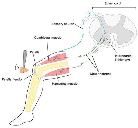 Diagram Of A Neuron Exatin Info