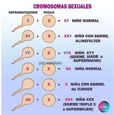 Cromosomas Sexuales Yudoc Org Udocz