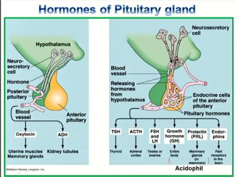 Biology 235 Exam 4 Renal Reproductive And Endocrine System