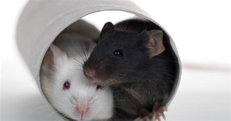Lab Mice May Give First Aid To Unconscious Mates Wgcu Pbs And Npr For Southwest Florida