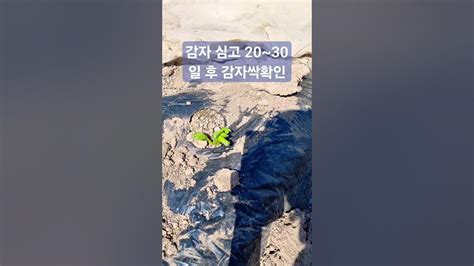 감자 싹 확인 감자 심은 후 20~30일 후 감자 싹이 납니다 확인하세요 여수마케팅농부 감자재배 감자싹 Youtube