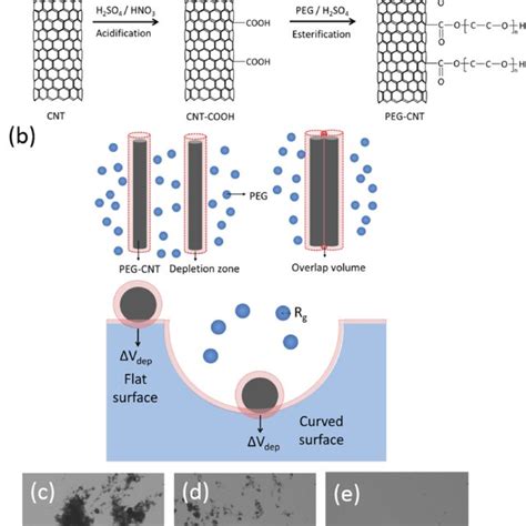 Pdf Directed Aggregation Of Carbon Nanotube On Curved Surfaces By Polymer Induced Depletion