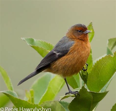 ボウシマユハシミツドリ Rufous Browed Conebill Conirostrum Rufum