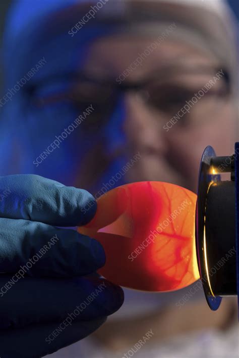 Scientist Checking An Incubating Egg Stock Image C059 7399 Science Photo Library