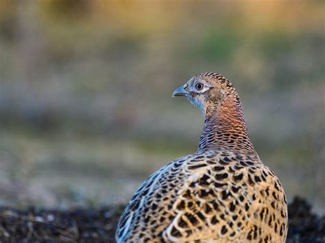 What Do Pheasants Eat Birdfact