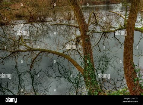 Trees And River Stock Photo Alamy