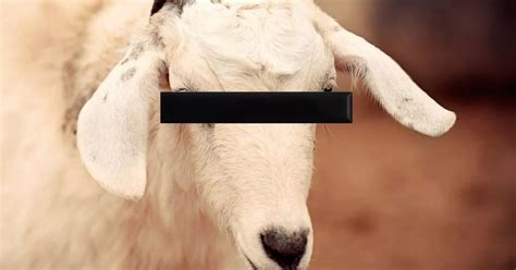 Man Who Had Sex With A GOAT Is Jailed For Six Weeks Robert Newman Also Must Register As Sex