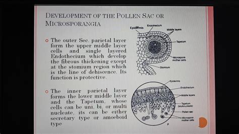 Development Of Pollen Sac Or Microsporangia Youtube