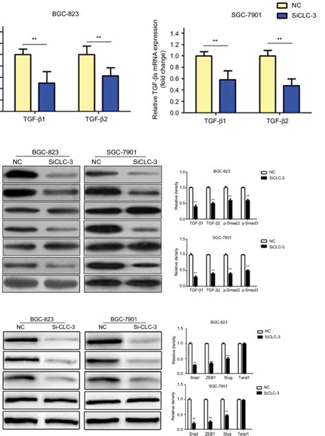 Tgf β Smad Signaling Pathway Is Involved In Clc 3 Induced Gastric Download Scientific Diagram