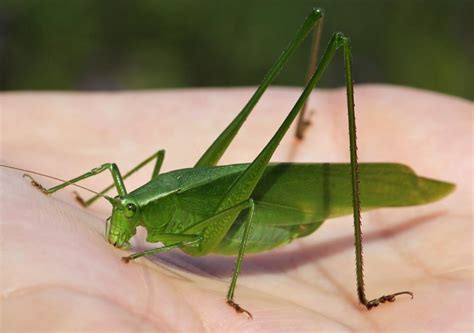 Ohio Birds And Biodiversity Charismatic Katydids