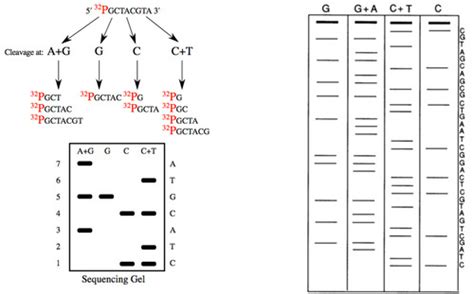 Dna Sequencing Flashcards Quizlet