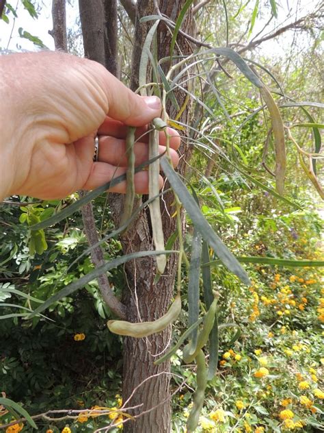 Acacia Tree Seed Pods