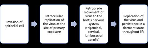 Sequence Of Events That Occur Post Exposure To Herpes Simplex Virus Hsv Download Scientific