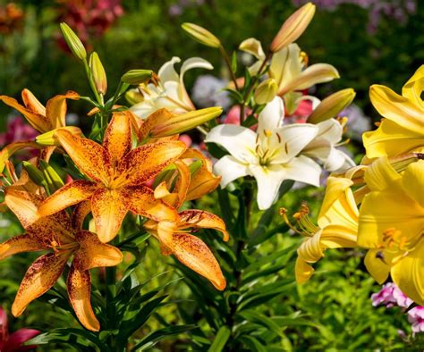 Kiedy I Jak Przesadzać Lilie Najważniejszy Jest Termin Muratorpl