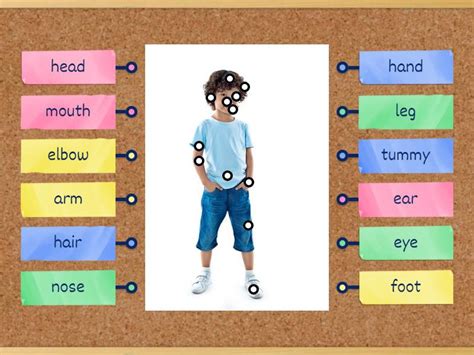 Outside Human Body Labelled Diagram