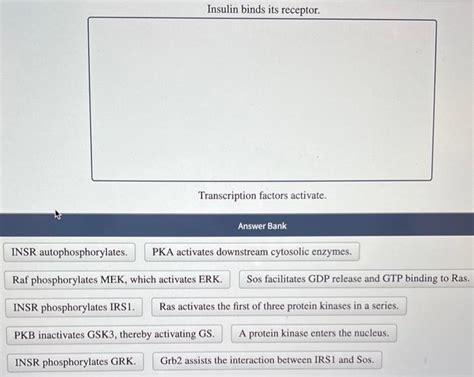 Solved Insulin Does Not Enter The Cell That It Affects
