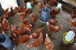 What Are Red Sex Link Chickens A Comprehensive Guide
