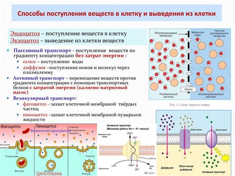 Клеточная теория Строение клетки презентация онлайн