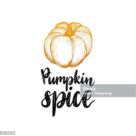 흰색 바탕에 호박 스파이스 글자입니다 손 그림 초대 또는 축제 인사말 카드 서식 파일에 대 한 스케치 호박 파이 양념에 대한 스톡 벡터 아트 및 기타 이미지 Istock