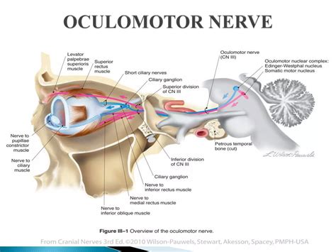 Surgical Anatomy Of 3rd 4th And 6th Cranial Nerves Pptx