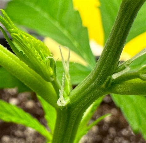 Are The White Hairs Normal In Veg Or Showing Sex Early 10” Tall R