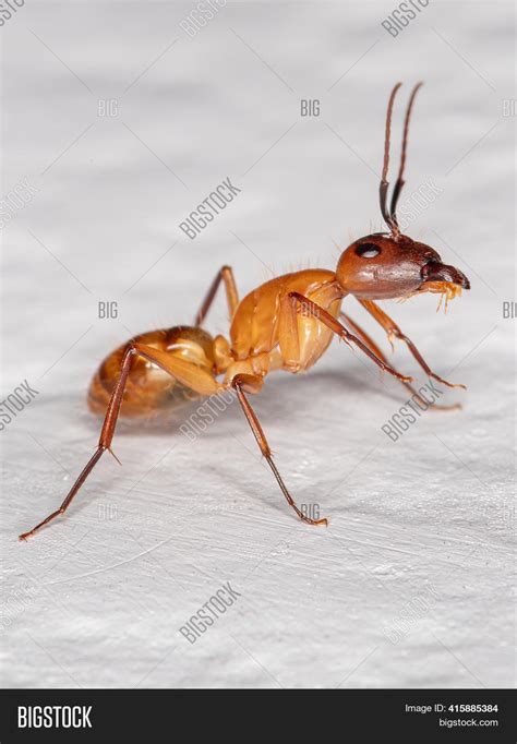 Adult Carpenter Ant Image And Photo Free Trial Bigstock